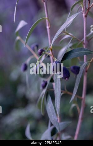 small fruits of the Murta. Myrceugenia glaucescens Stock Photo - Alamy