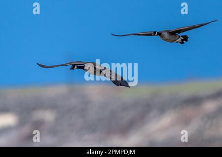 Cackling geese (Branta hutchinsii) in flight with a blue sky in the ...