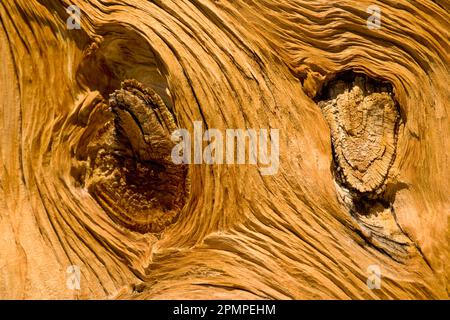 Gnarly tree trunk in park in "Santa Barbara", California Stock Photo ...