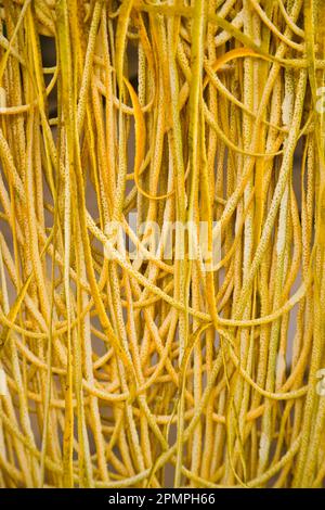 peels of an orange fruit,image of a Stock Photo - Alamy