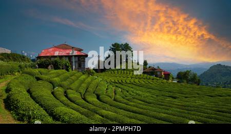 Tea field in Haremtepe or Ceceva Village at sunrise time. Rize tea ...