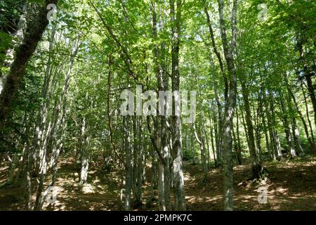 Beech forest landscape in Abetone mountains in summer . Tuscany, Italy ...