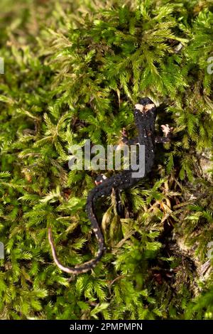 Salamandrina perspicillata, the northern spectacled salamander, is a ...