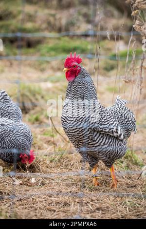 Dwarf Amrock chicken rooster Stock Photo - Alamy