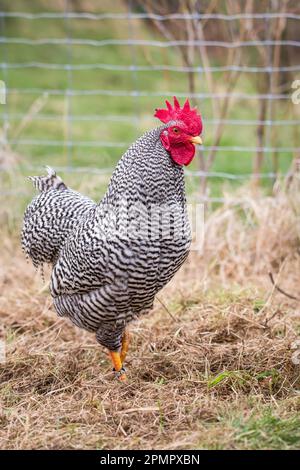 Dwarf Amrock chicken rooster Stock Photo - Alamy