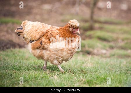 Free range Sulmtaler hen, a chicken breed from Austria Stock Photo - Alamy