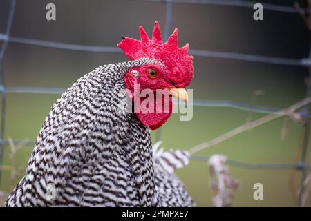Dwarf Amrock chicken rooster Stock Photo - Alamy