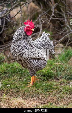 Dwarf Amrock chicken rooster Stock Photo - Alamy