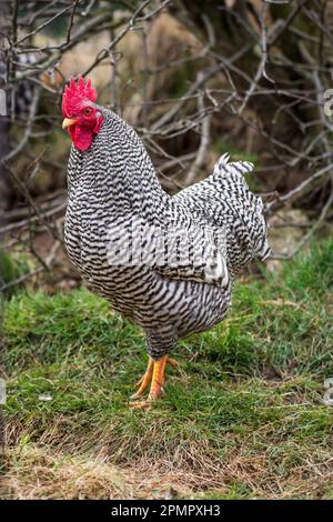 Dwarf Amrock chicken rooster Stock Photo - Alamy