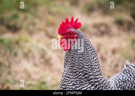 Dwarf Amrock chicken rooster Stock Photo - Alamy