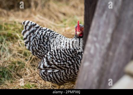 Dwarf Amrock chicken hen Stock Photo - Alamy