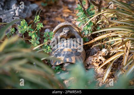 tortoise mating,sexual reproduction Stock Photo - Alamy