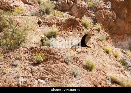 Turkey Vulture at Saguaro Lake North in Mesa, Arizona Stock Photo - Alamy