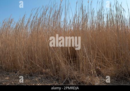 Giant Chinese reed (Miscanthus x giganteus Stock Photo - Alamy