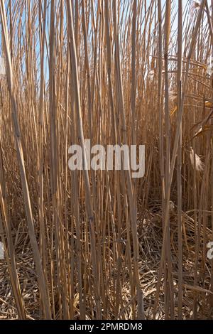 Giant Chinese reed (Miscanthus x giganteus Stock Photo - Alamy