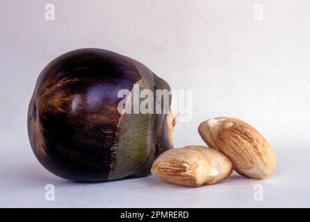 Palmyra Palm Tree India Borassus flabellifer Palmyra Palm Tree With ...