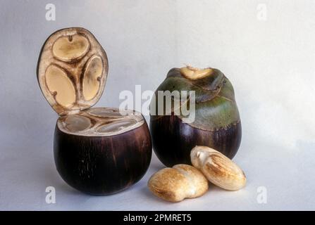 Palmyra Palm Tree India Borassus flabellifer Palmyra Palm Tree With ...