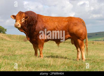 Domestic Cattle, Limousin pedigree bull, close-up of head, Hesket ...