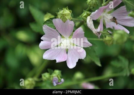 In summer, the mallow grows and blooms in the wild Stock Photo - Alamy