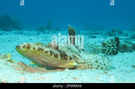 Tentacled flathead (Papilloculiceps longiceps), Brother Islands, Red ...