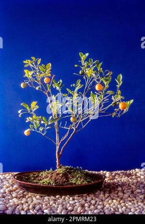 Orange fruit ; India ; asia Stock Photo - Alamy