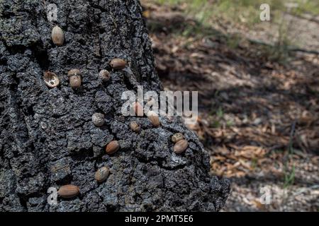 acorn or lande inside the trunk and bark of a tree, of the arboreal ...