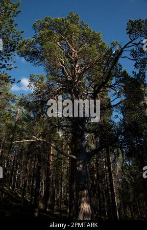 Hulderstigen is an easy trail crossing Sjoa river towards Stuttgonglia ...