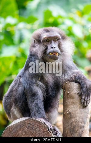 Tonkean macaque (Macaca tonkeana) is a species of primate in the family ...