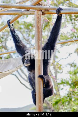 Siamang Gibbon Ape hanging from large rope Stock Photo - Alamy
