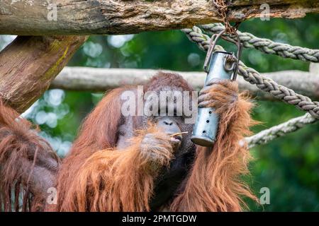 A male Bornean orangutan try to use stick to get food from a container ...