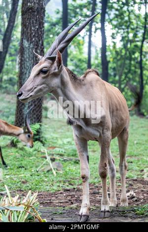 The common eland, also known as the southern eland or eland antelope ...