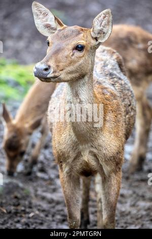 A young female Javan deer (Rusa timor) portrait shot from side view ...