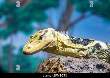 Yellow-headed Water Monitor (Varanus cumingi), or the Philippine Water ...