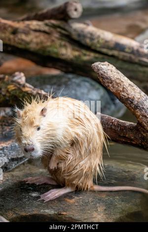 a golden fur nutria (Myocastor coypus, is a large, herbivorous,[3 ...