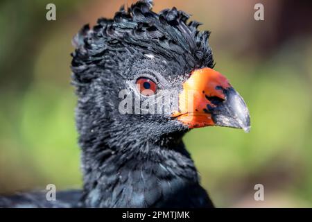 The wattled curassow (Crax globulosa) is a threatened member of the ...