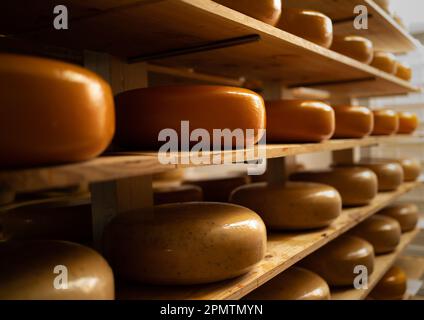 Assorted flavors of cheese wheels maturing in a cheese factory on ...