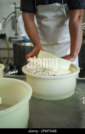Man forming cheese into the plastic molds at the dairy factory ...