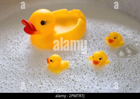 a rubber duck with three ducklings swims in the foam. View from above ...
