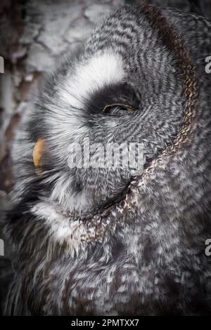 Close-up of great gray owl in winter habitat Stock Photo - Alamy