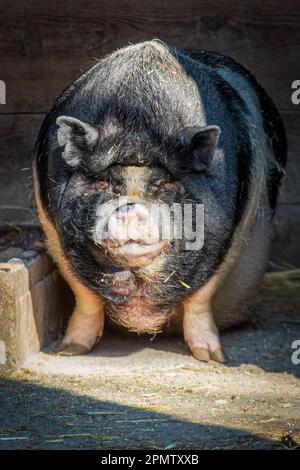 A fat pink and black pot-bellied pig lies on a farm. fat and ugly wild ...