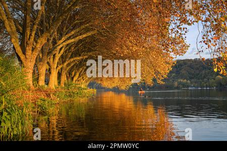 Famous plane trees in autumnal colors on the lakefront of Baldeney lake ...