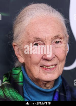 HOLLYWOOD, CA - APRIL 7: Jane Goodall at the Screening of National ...