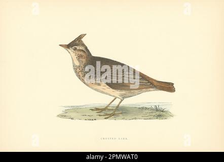Crested Lark. Morris's British Birds. Antique colour print 1870 old ...