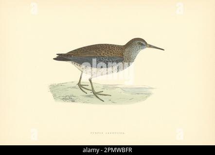 Purple Sandpiper. Morris's British Birds. Antique colour print 1870 old ...
