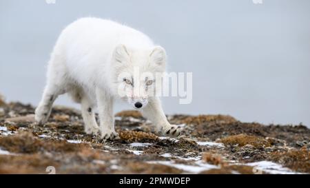White furred arctic fox (vulpes lagopus) in snow in spring ...