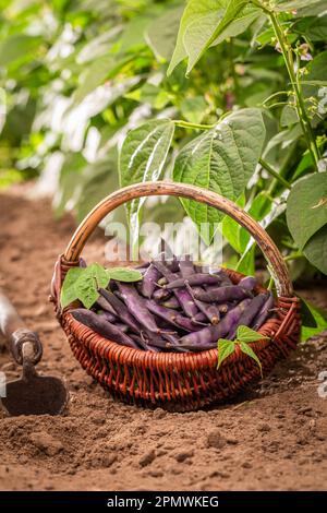 Fresh organic, homegrown purple bean plant growing in the garden Stock ...