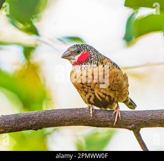 Male Cut-throat Finch Stock Photo - Alamy