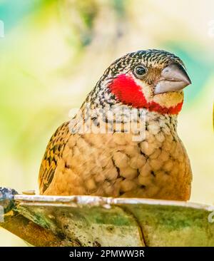 Male Cut-throat Finch Stock Photo - Alamy