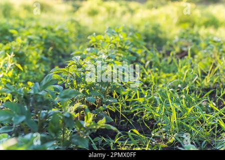 Unprocessed, unocidished, weed and grass covered potatoes plant. Young ...