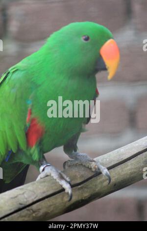 Old World Parrots (Psittaculidae) Aves Stock Photo - Alamy